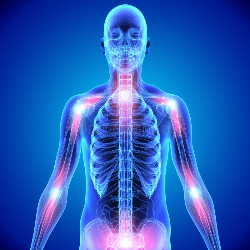 Beenverbindingen Van Skelet Stock Illustratie - Illustration of vezelig ...