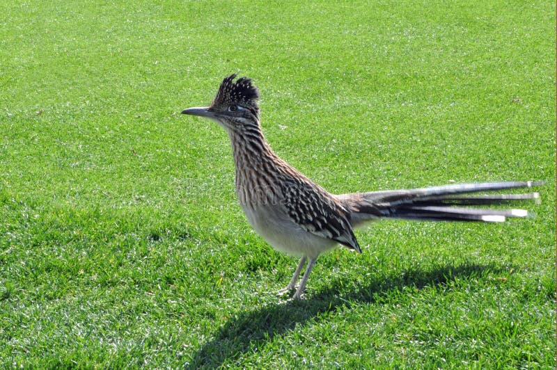 Beep beep stock photo. Image of tail, nature, desert - 13011612