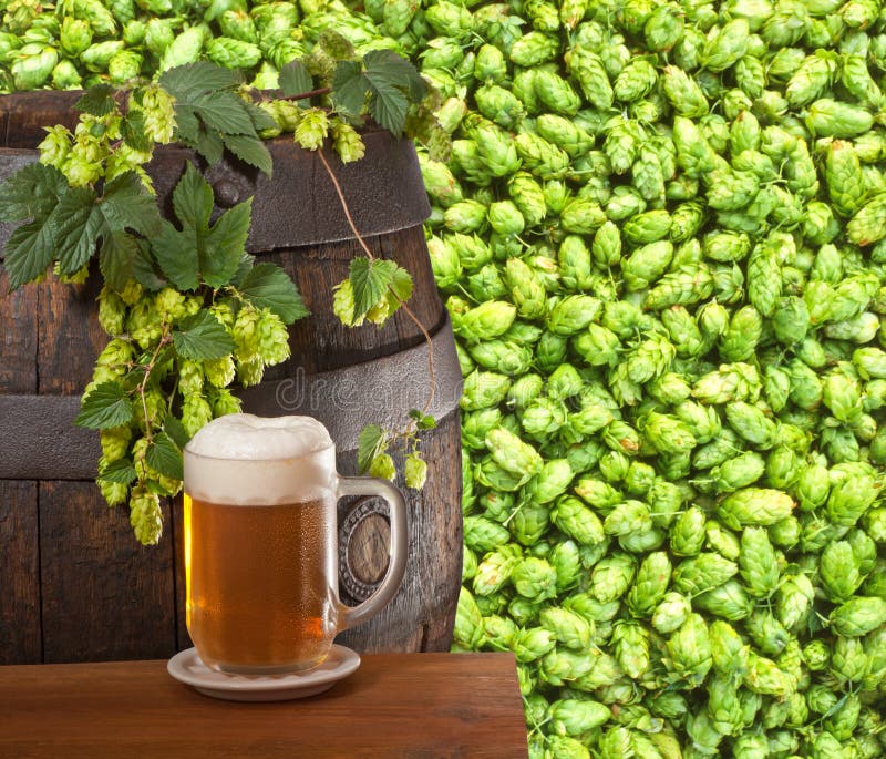 Hop cone stock photo. Image of growth, bitter, beer, ferment - 15958678