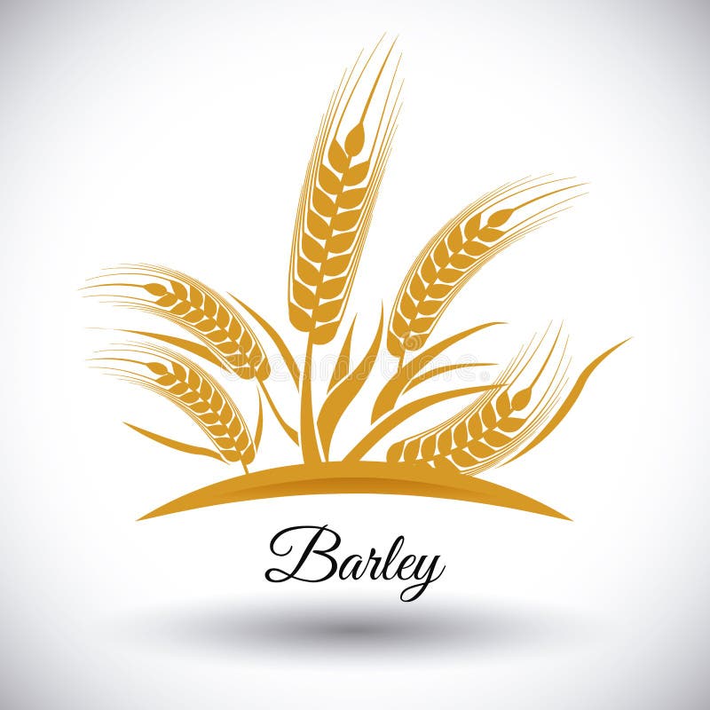 Beer and barley design. stock illustration. Illustration of banner ...