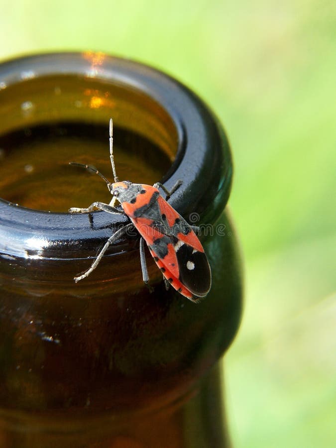 Beer Beetle stock image. Image of eyes, gloss, green - 13413129