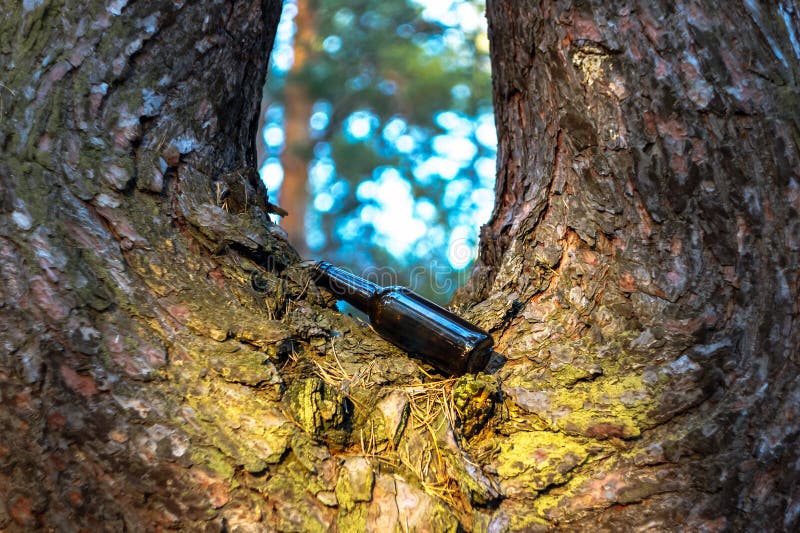 Beer Bottle in a Pine Forest on a Tree. Stock Image - Image of drink ...