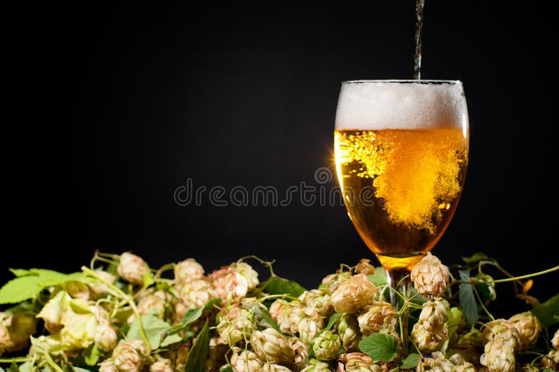 Beer Flowing in Glass with Hop Stock Photo - Image of stream, foam ...