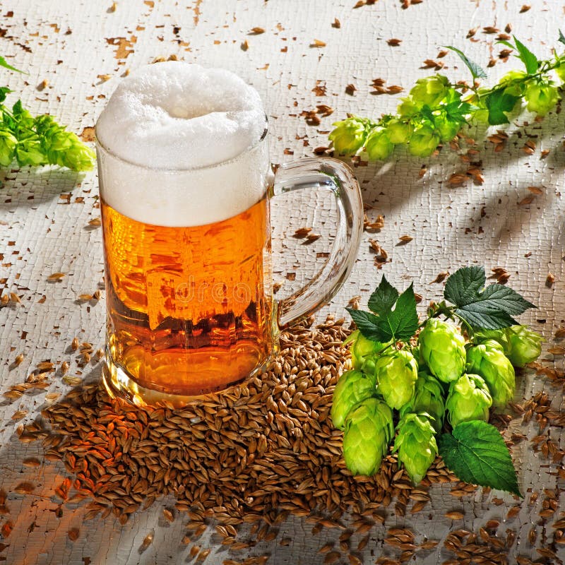 Beer Glass and Hops stock image. Image of life, bitter - 37710819
