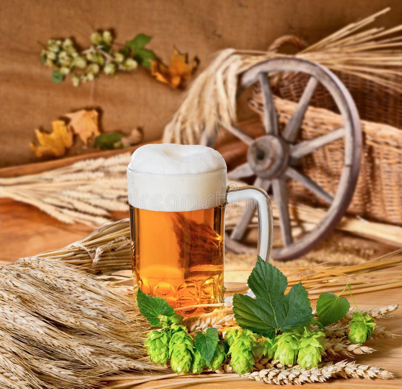 Beer glass stock image. Image of barley, agriculture - 36387333