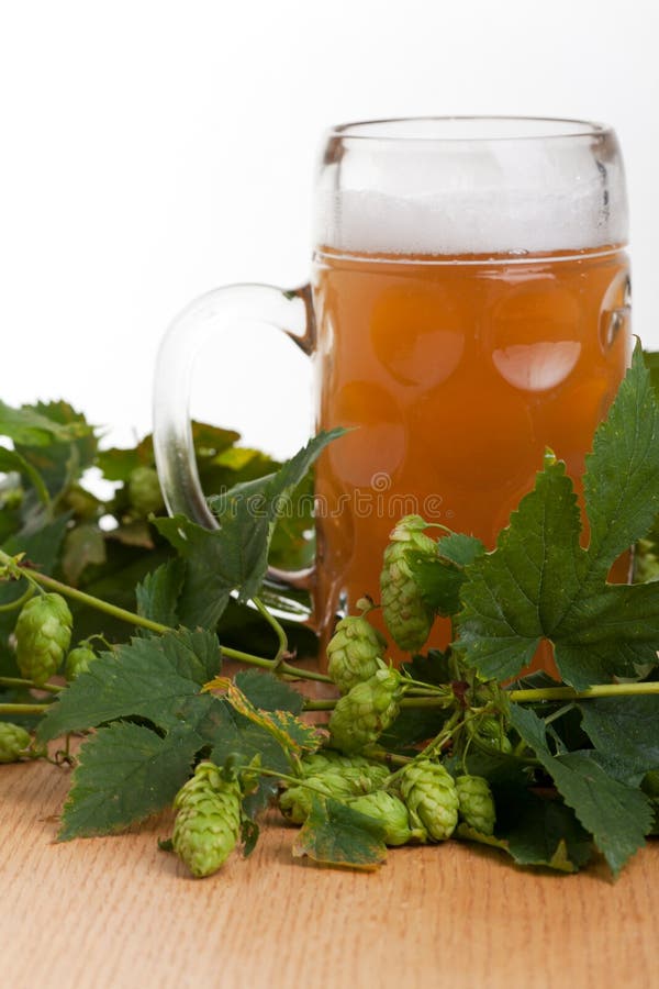 Beer and hop stock image. Image of froth, stein, oktoberfest - 16091021