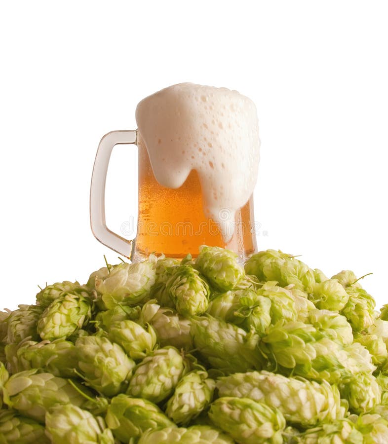 Beer and a hop stock photo. Image of creeper, ingredient - 21693390