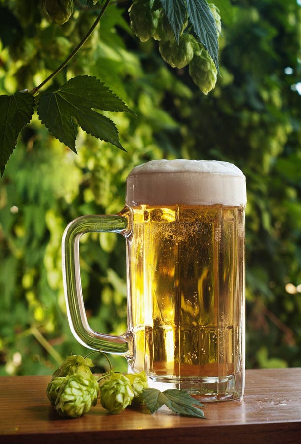 Beer and hop stock image. Image of drink, herb, malt - 27563769
