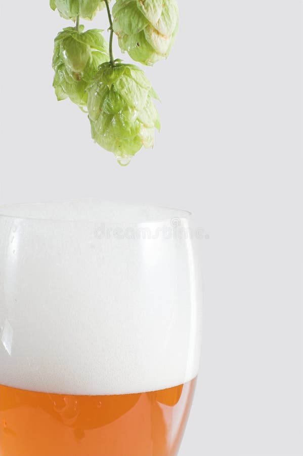 Beer and hop stock image. Image of glass, drunk, fermentation - 3072137