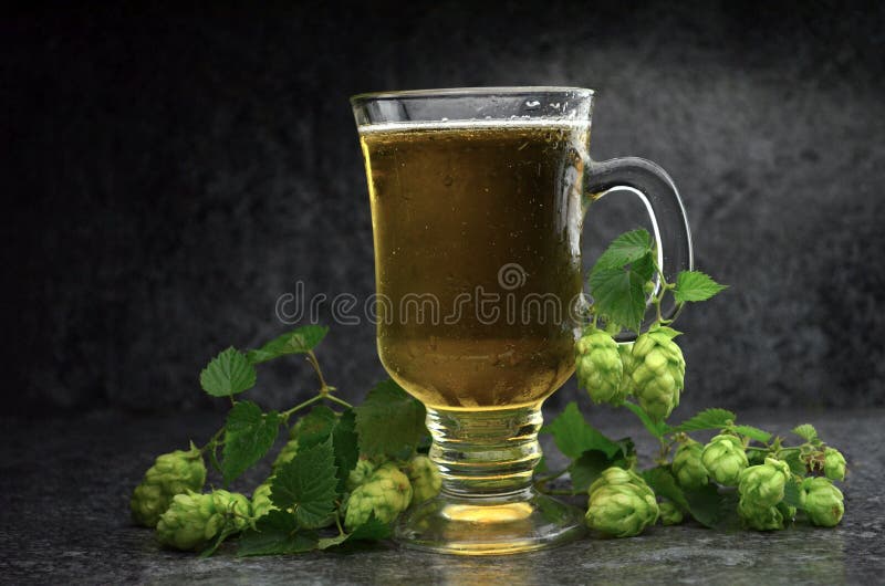 Beer and hop composition stock image. Image of beer, beverage - 78155831