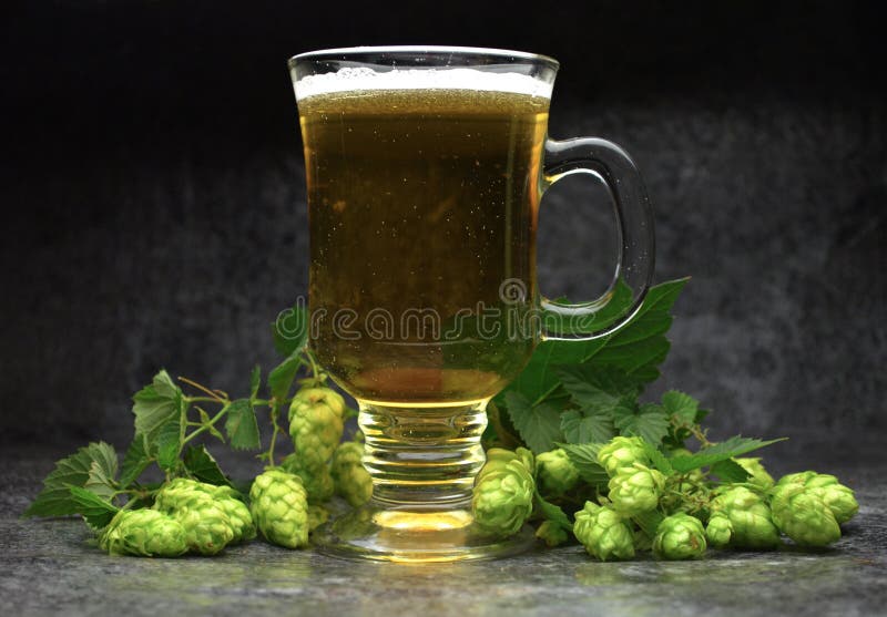 Beer and hop composition stock photo. Image of drop, cluster - 78155942