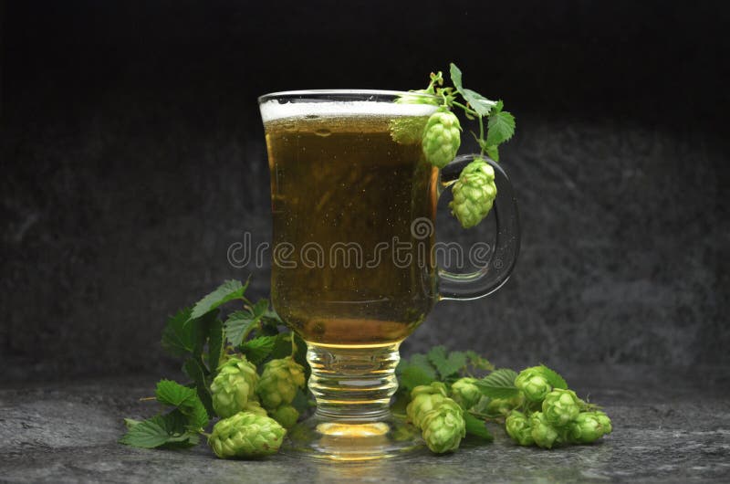 Beer and hop composition stock photo. Image of detail - 78155984