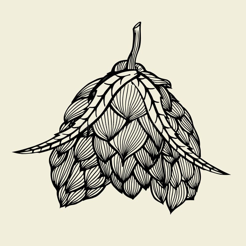 Beer hop illustration stock vector. Illustration of isolated - 91232770