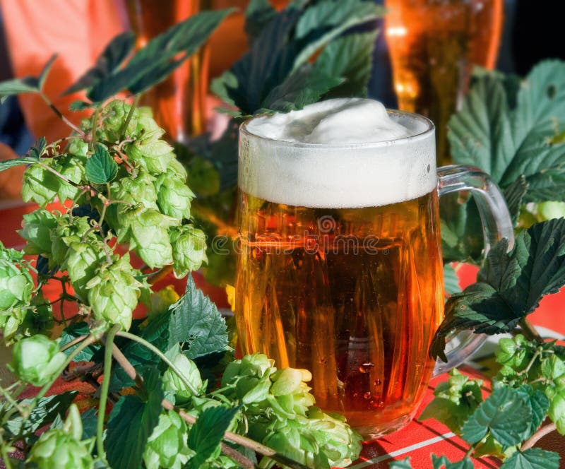 Beer with hops stock photo. Image of plant, single, retro - 13338976