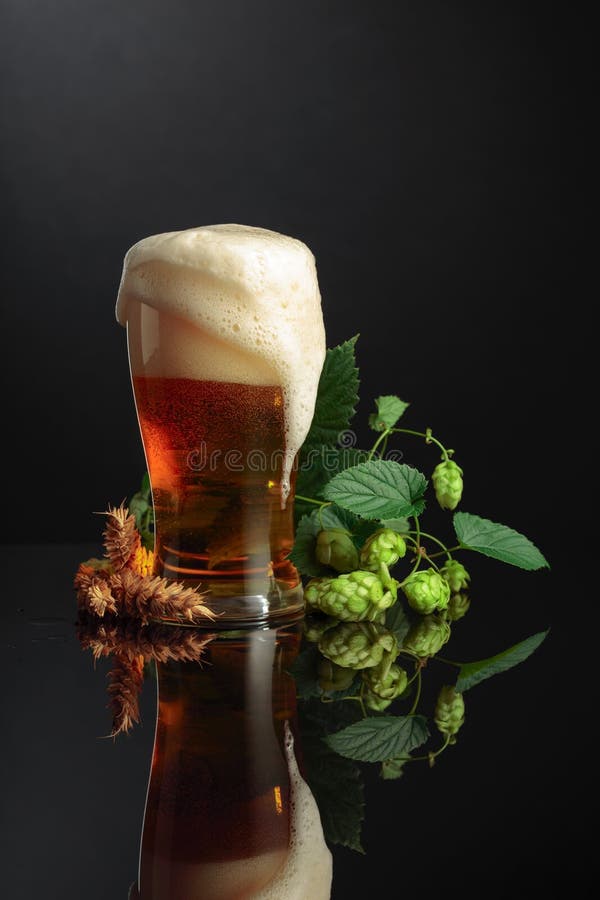 Beer, Hops, and Barley on a Black Background Stock Image - Image of ...