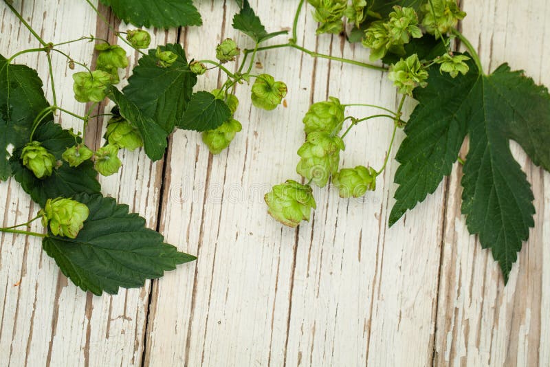 Hops Border On Dark Rustic Background Stock Image - Image of bitter ...