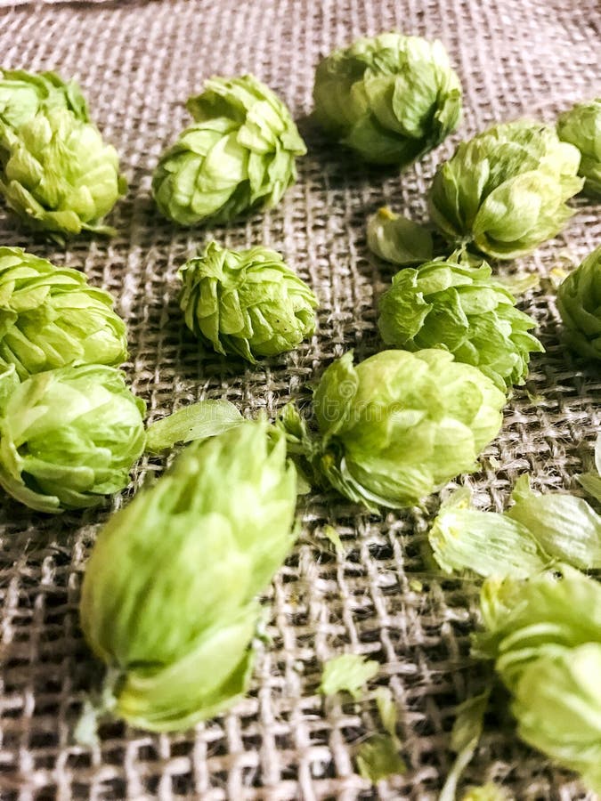 Beer hops flowers stock photo. Image of outdoors, rohstoff - 104431752