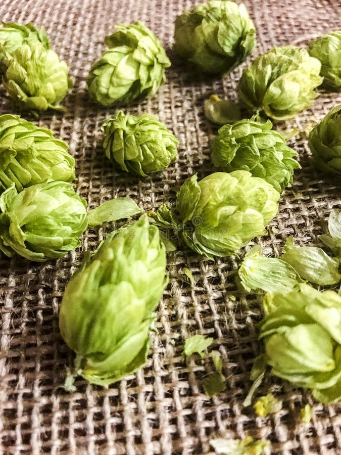 Beer hops flowers stock image. Image of hemp, fresh - 104431773