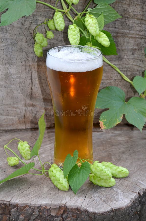 Beer and hops stock image. Image of magnesium, foam, plant - 58670213