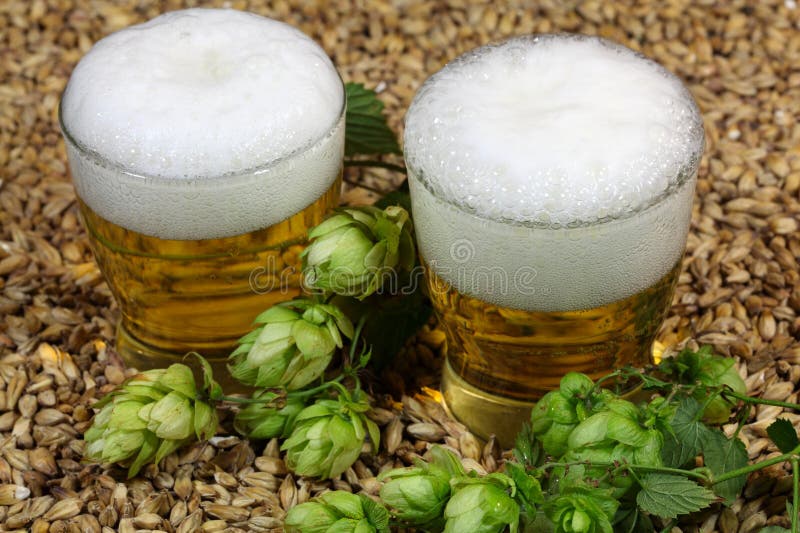 Beer, hops and malt stock photo. Image of froth, cold - 60170354