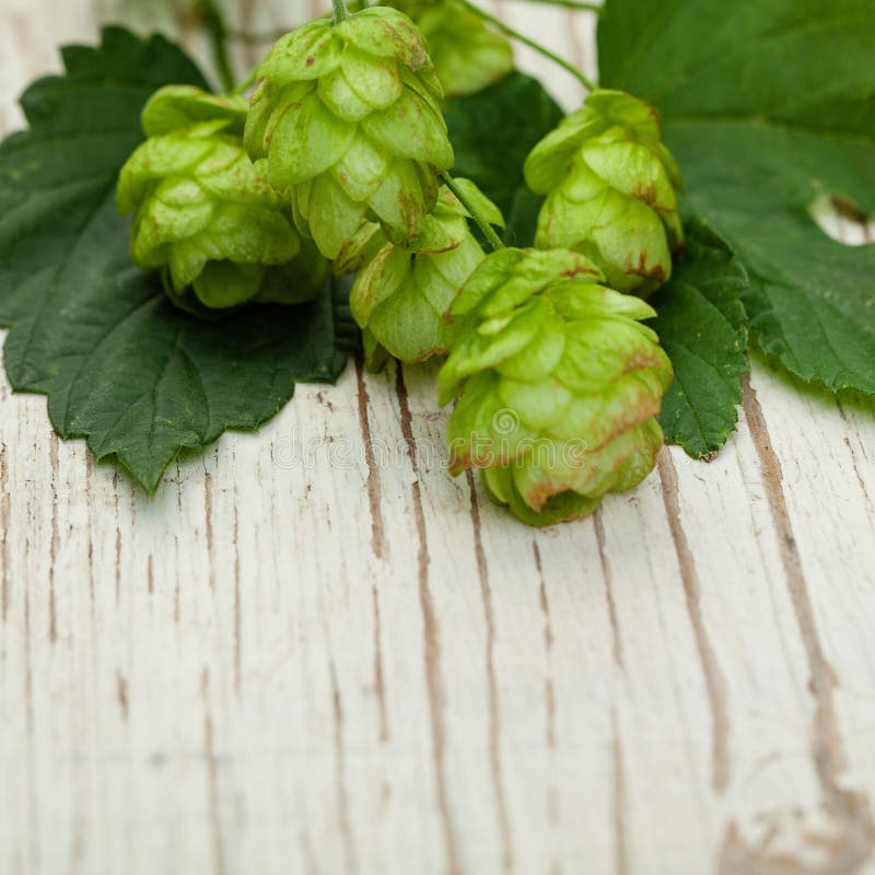 Beer Hops Plant Closeup on White Wooden Background Stock Image - Image ...