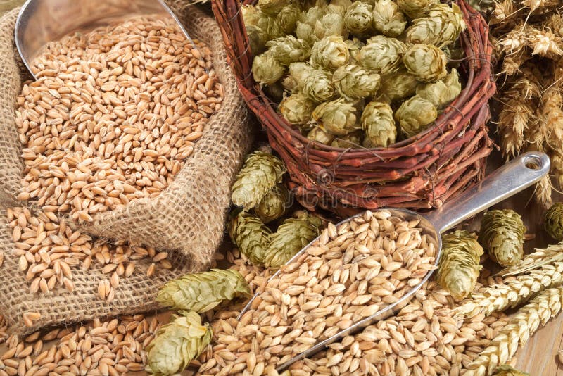 Beer Ingredients stock photo. Image of material, lager - 9285918