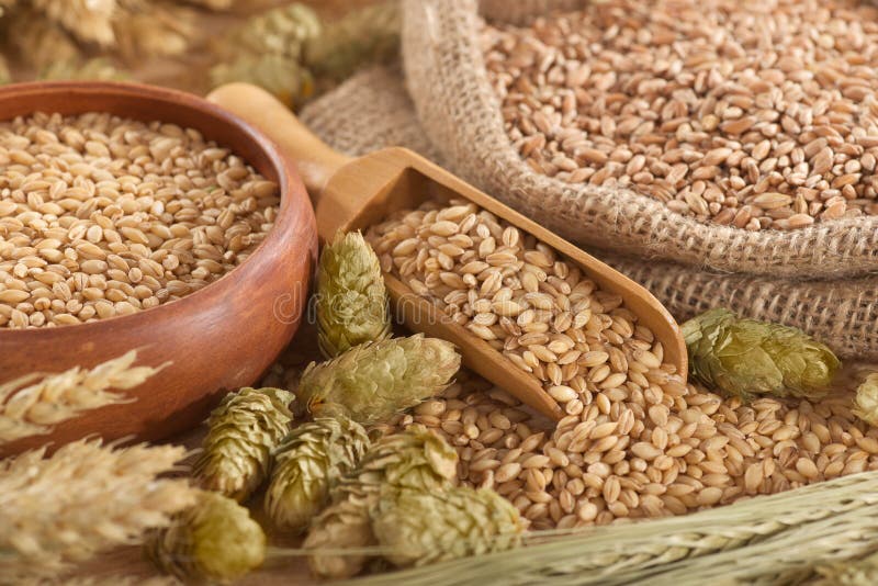 Beer and ingredients stock image. Image of harvest, brew - 23762201