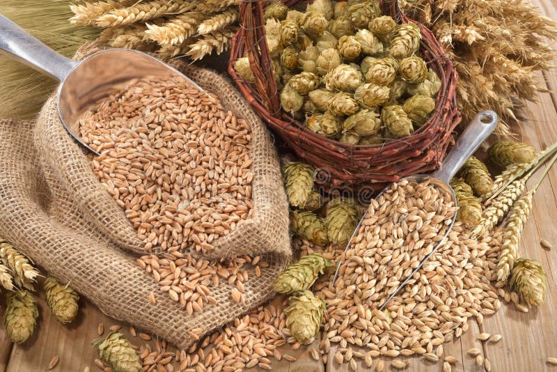 Beer Ingredients stock image. Image of alcohol, lauter - 23307773