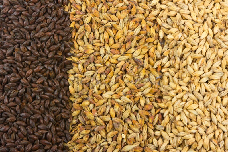 Beer Ingredients stock image. Image of alcohol, lauter - 23307773