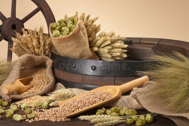 Beer ingredients stock image. Image of wheat, barrel - 63869435