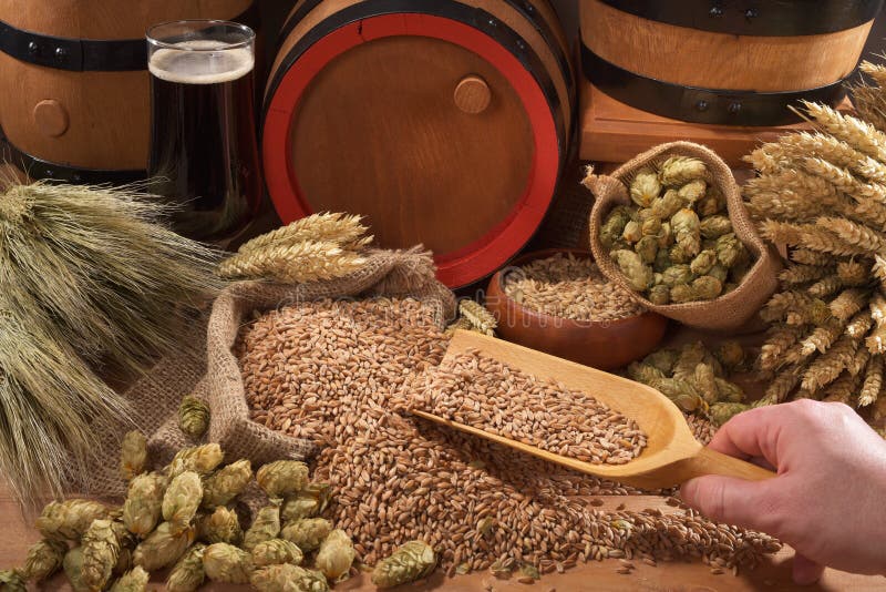 Beer ingredients stock photo. Image of wheat, brewery - 69926554
