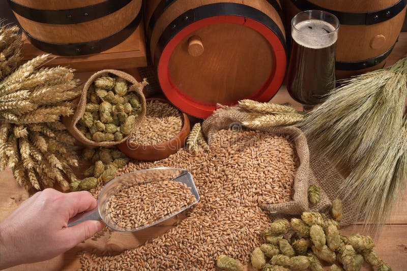 Beer ingredients stock image. Image of glass, dried, pils - 70436953