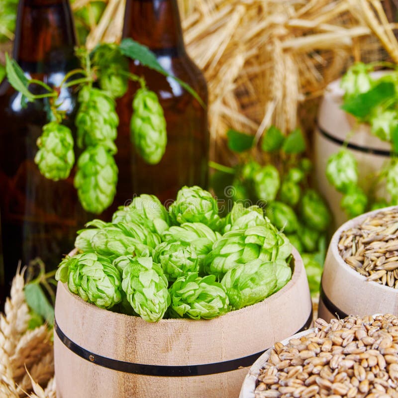 Beer Ingredients in Barrels Stock Photo - Image of harvest, hops: 70039106