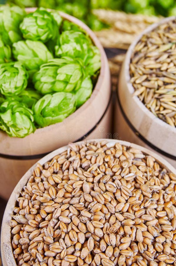Beer ingredients stock photo. Image of brew, ingredients - 69677604