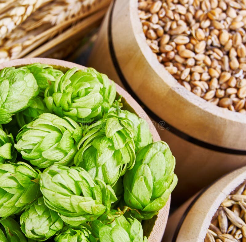 Beer ingredients stock image. Image of gourmet, creeper - 70039267