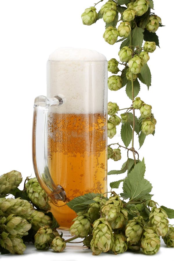 Beer Mug, Beer Barrel of Green Hops Stock Image - Image of branch, buds ...