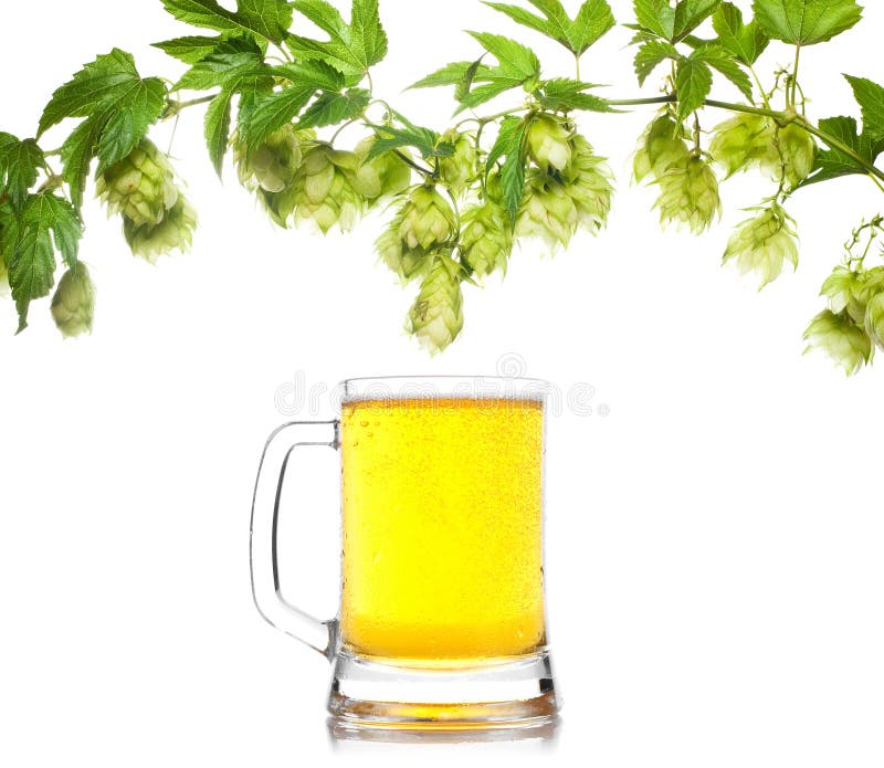 Beer mug with hop stock image. Image of bend, flavor - 15962019