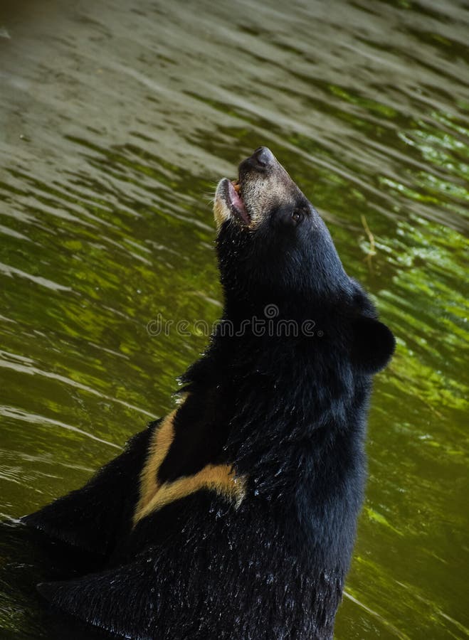 The Beer Playing in the Water Stock Photo - Image of beer, animal ...