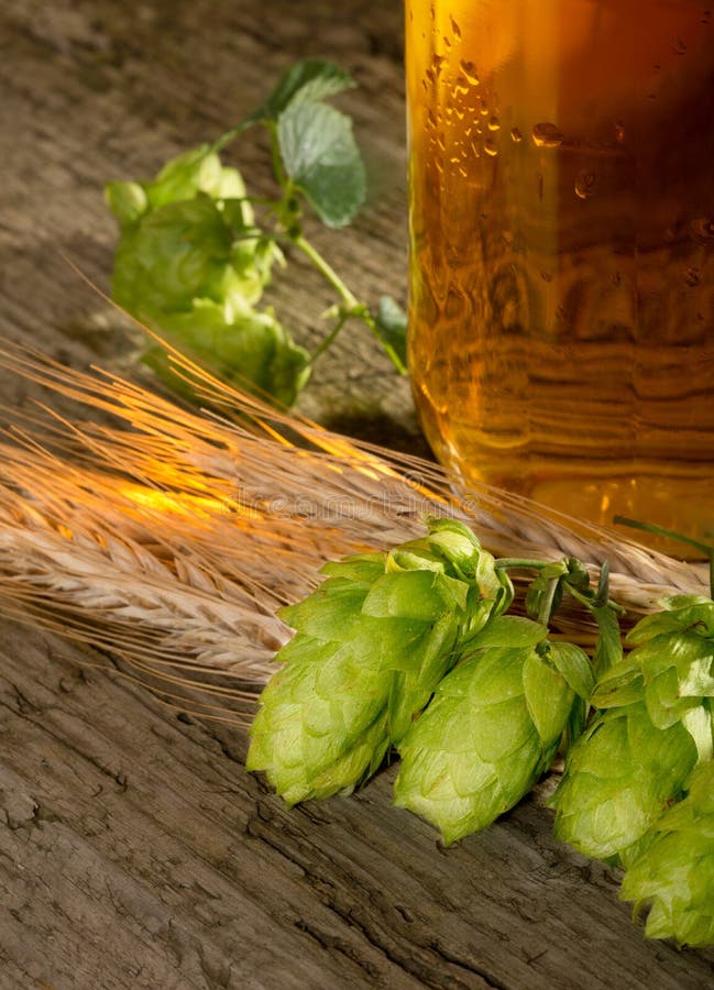 Beer and Raw Material for Beer Production Stock Image - Image of malt ...
