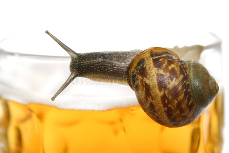 Sea Snail stock photo. Image of ocean, colorful, sunlit - 1556960