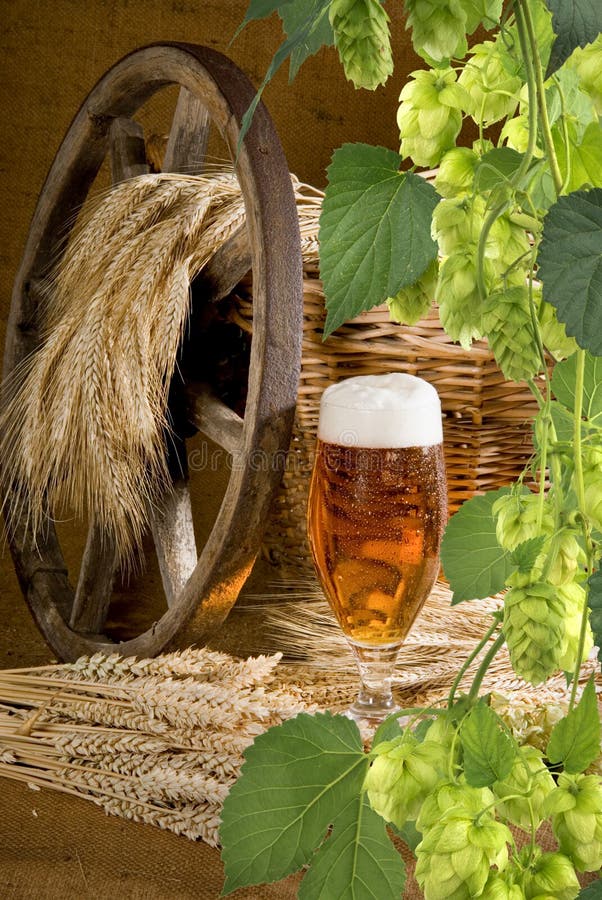 Beer stock photo. Image of brewing, barleymalt, life - 40325350