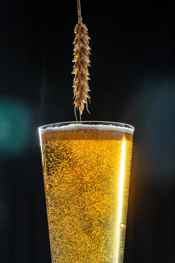 Beer and Wheat Ears. Vertical Image Stock Image - Image of beer ...