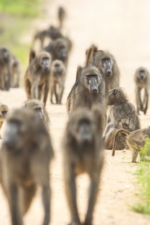 Beerbaviaan Chacma Babian, Papioursinus Arkivfoto - Bild av primat ...