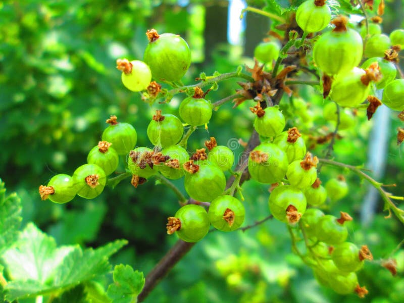 Beere stockbild. Bild von frisch, chinchilla, rosen - 117947677