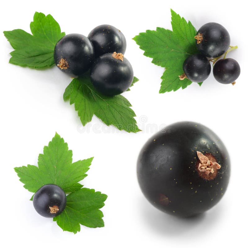 Beere stockfoto. Bild von garten, getrennt, frisch, pflanzen - 15155170