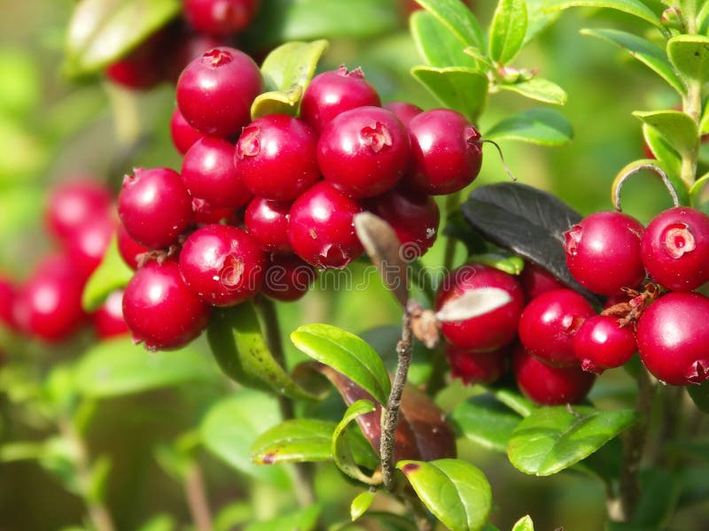 Beere eine Preiselbeere stockfoto. Bild von nave, holz - 4809332