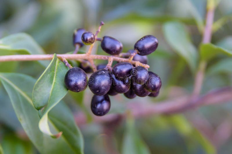 Beeren Allgemeinen Liguster Ligustrum Vulgare Auf Herbst Stockfoto ...