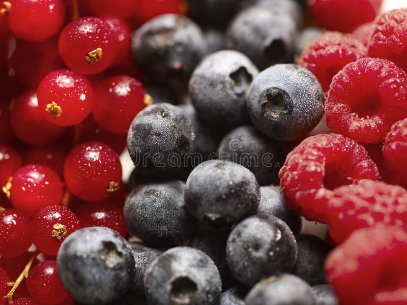 Beerenobst stockbild. Bild von gesund, himbeeren, salat - 25781653