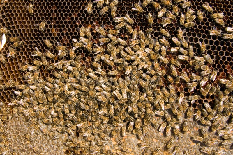 Bees stock image. Image of colony, drone, buzz, farming - 11307463