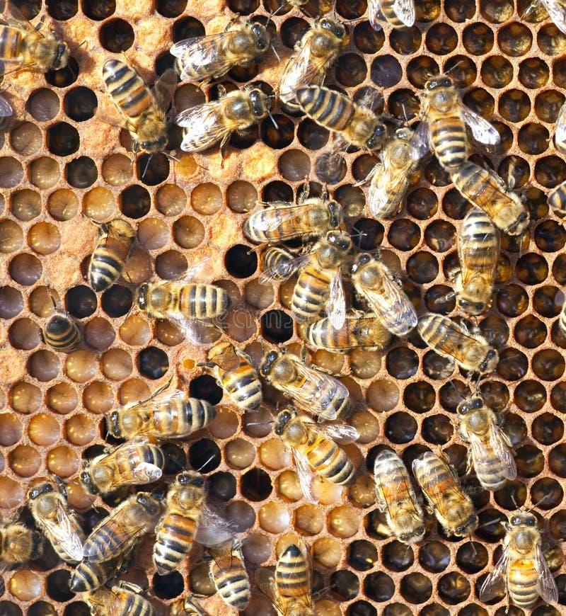 Queen Bee on Comb with Worker Bees Stock Image - Image of macro, colony ...